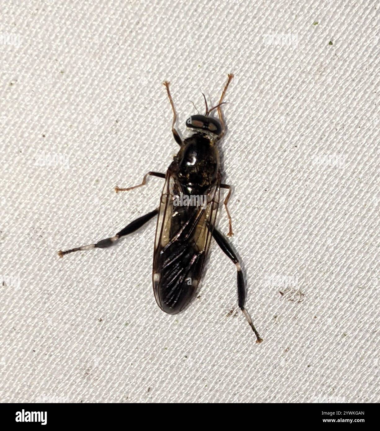 Garden soldier fly (Exaireta spinigera Stock Photo - Alamy