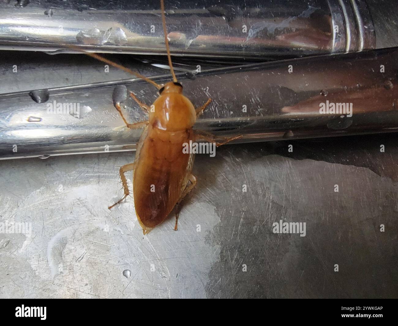 North American Wood Cockroaches (Parcoblatta Stock Photo - Alamy