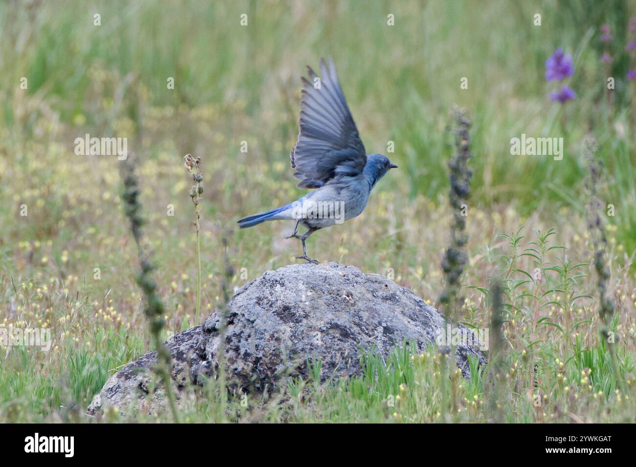 Mountain Bluebird (Sialia currucoides Stock Photo - Alamy