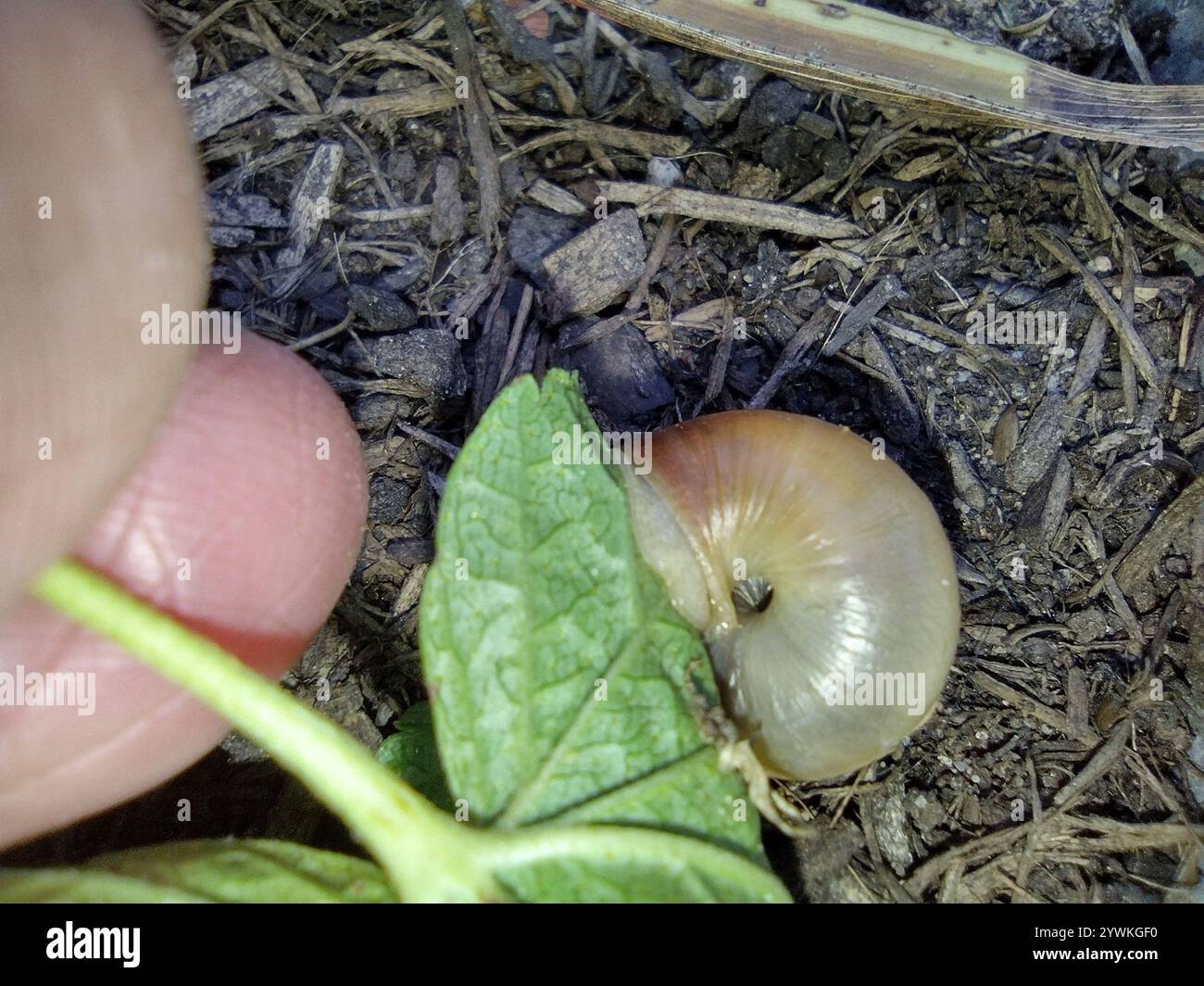 Kentish Snail (Monacha cantiana Stock Photo - Alamy