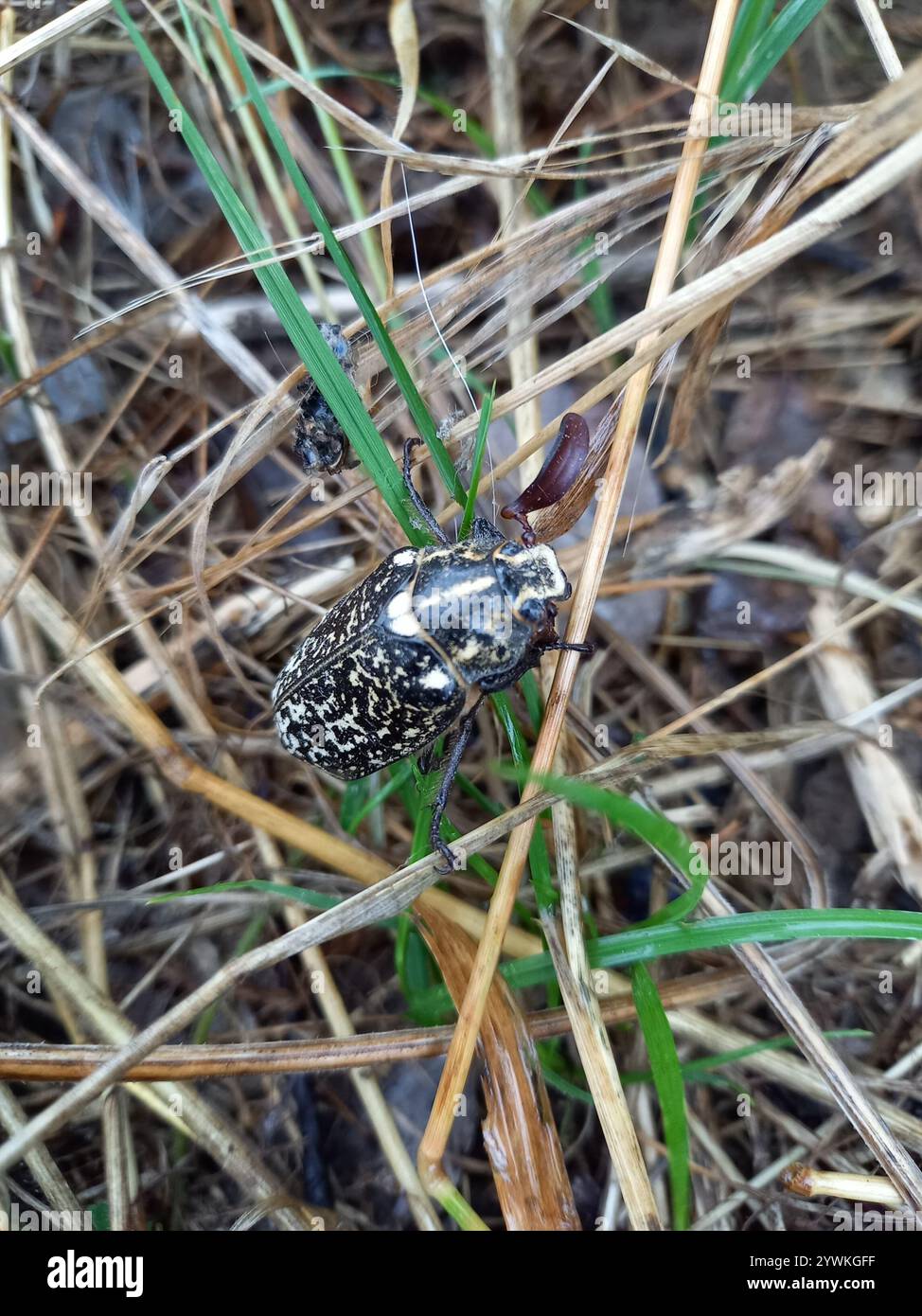 Pine Chafer (Polyphylla fullo Stock Photo - Alamy