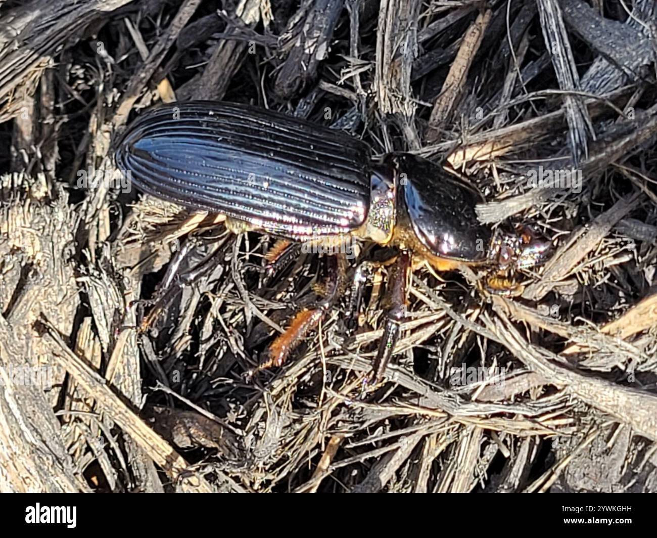Horned Passalus Beetle (Odontotaenius disjunctus Stock Photo - Alamy