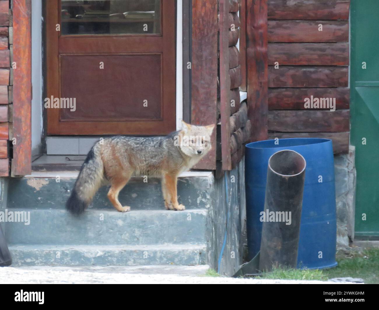 Culpeo (Lycalopex culpaeus Stock Photo - Alamy
