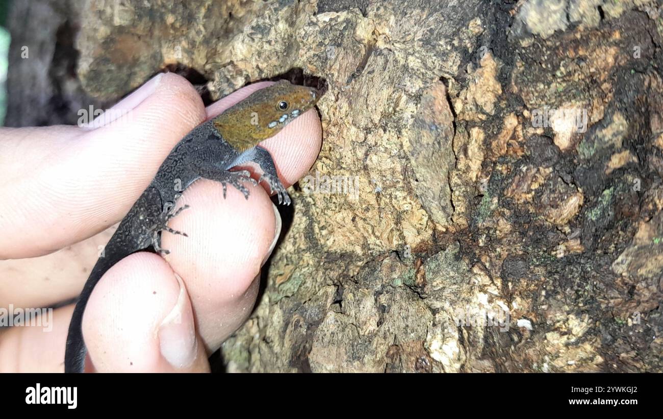 Yellow-headed Gecko (Gonatodes albogularis Stock Photo - Alamy