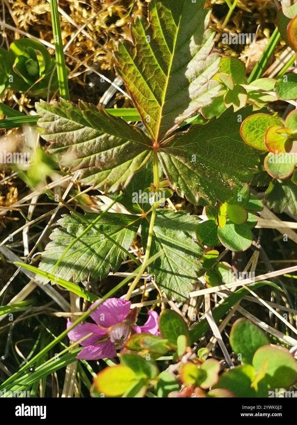 Arctic raspberry (Rubus arcticus Stock Photo - Alamy