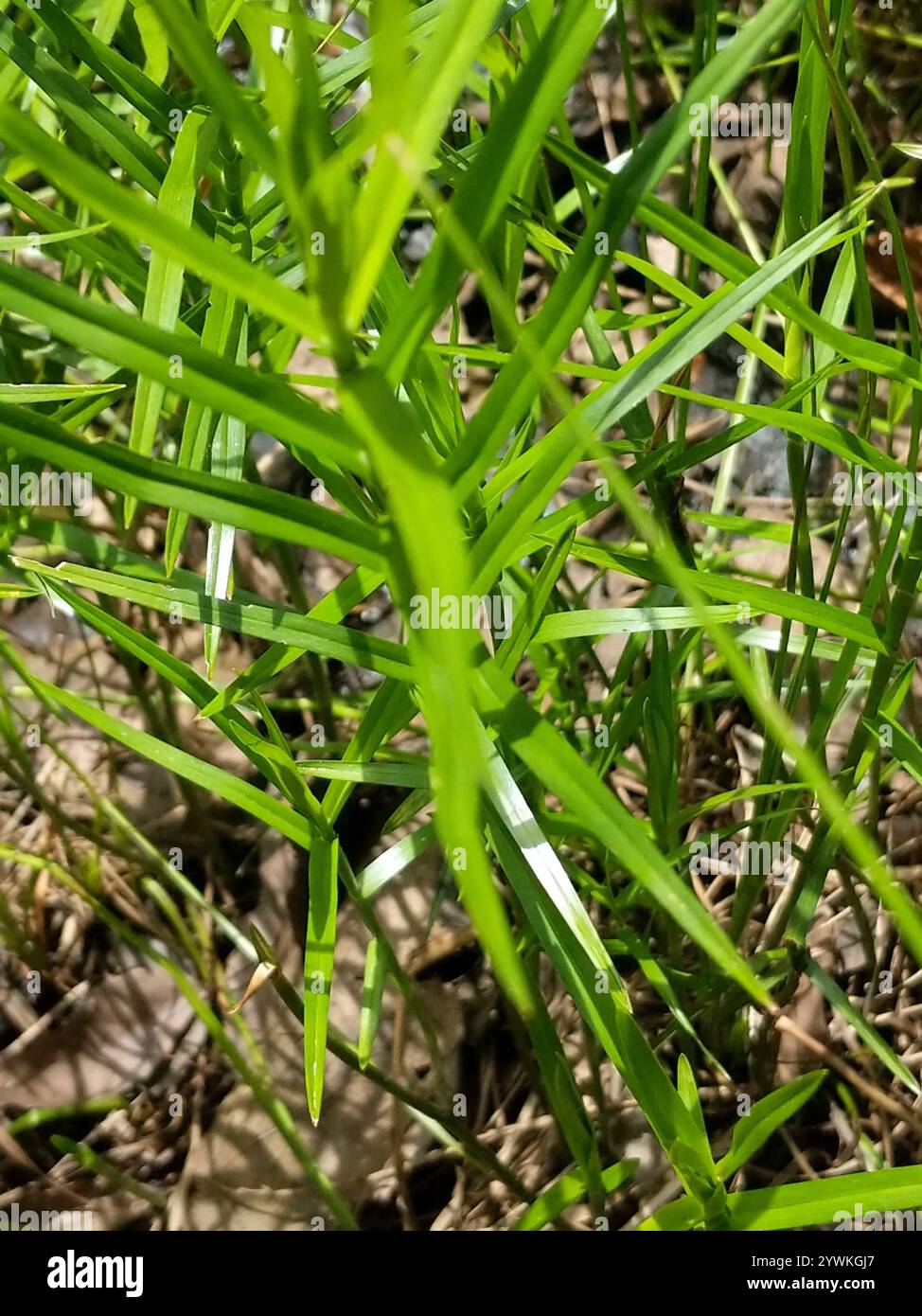 Three-way Sedge (Dulichium arundinaceum Stock Photo - Alamy