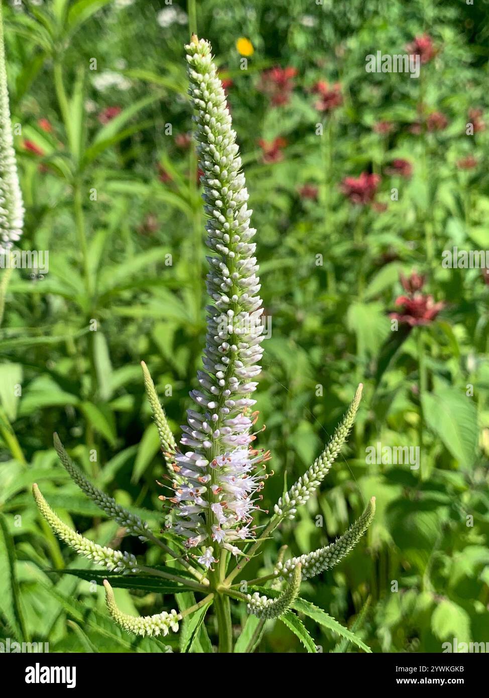 Culver's root (Veronicastrum virginicum Stock Photo - Alamy