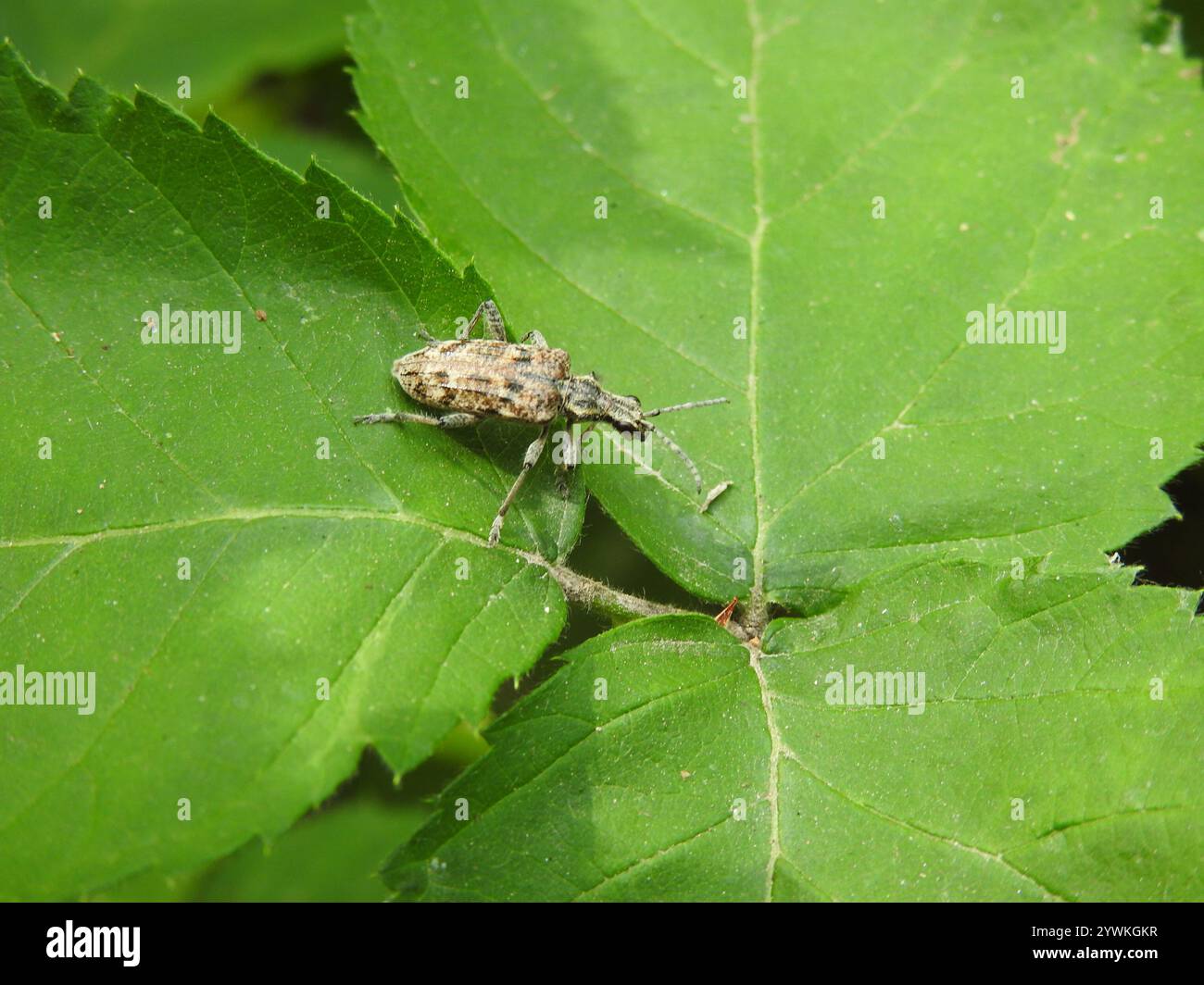 Ribbed Pine Borer (Rhagium inquisitor Stock Photo - Alamy