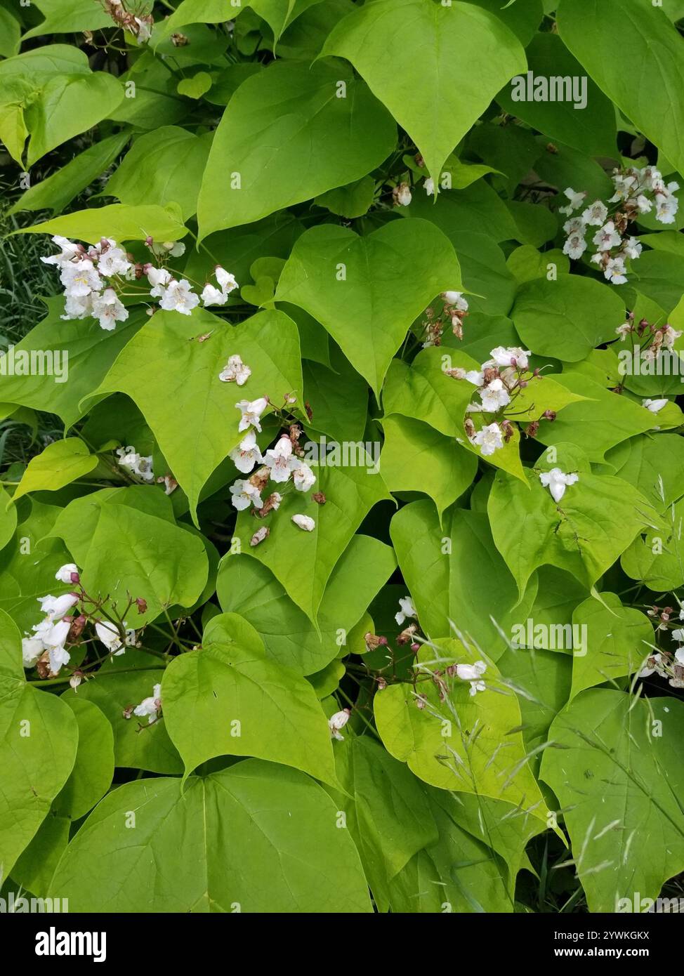 southern catalpa (Catalpa bignonioides Stock Photo - Alamy