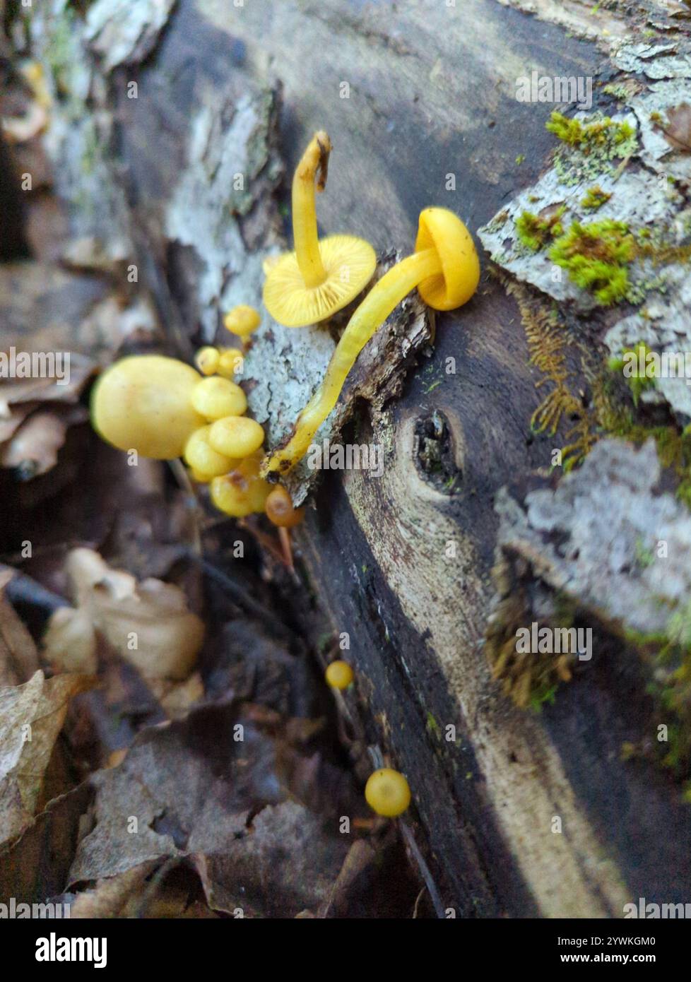 Orange mycena leaiana hi-res stock photography and images - Alamy