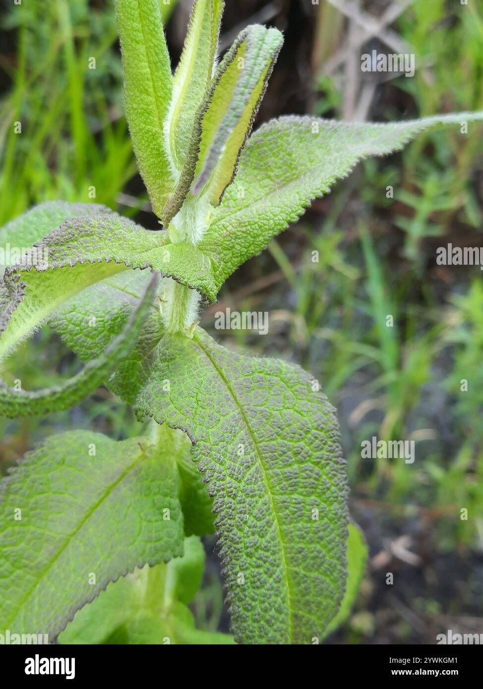 common boneset (Eupatorium perfoliatum Stock Photo - Alamy