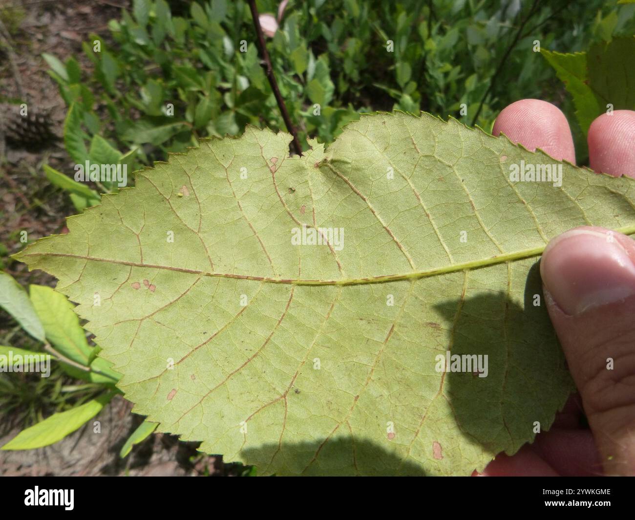 sand hickory (Carya pallida Stock Photo - Alamy