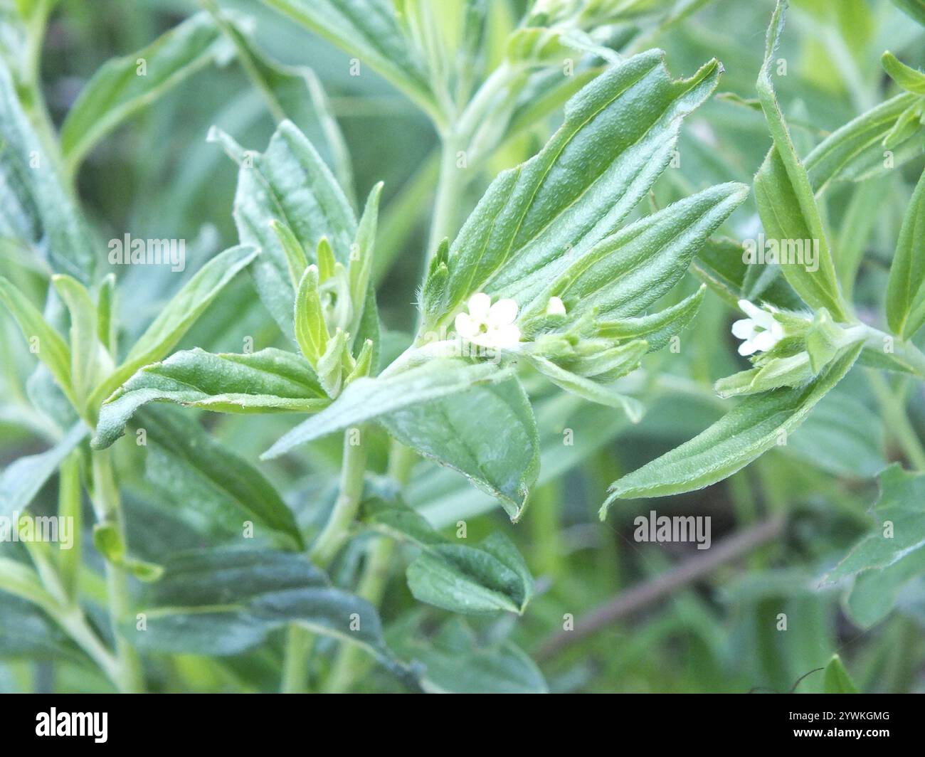 Common Gromwell (Lithospermum officinale Stock Photo - Alamy
