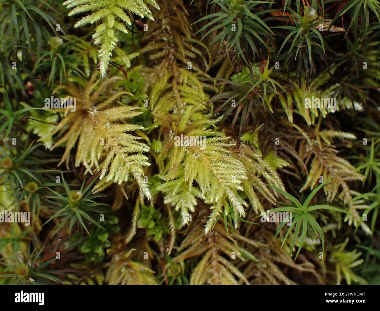 Oregon Beaked Moss (Kindbergia oregana Stock Photo - Alamy