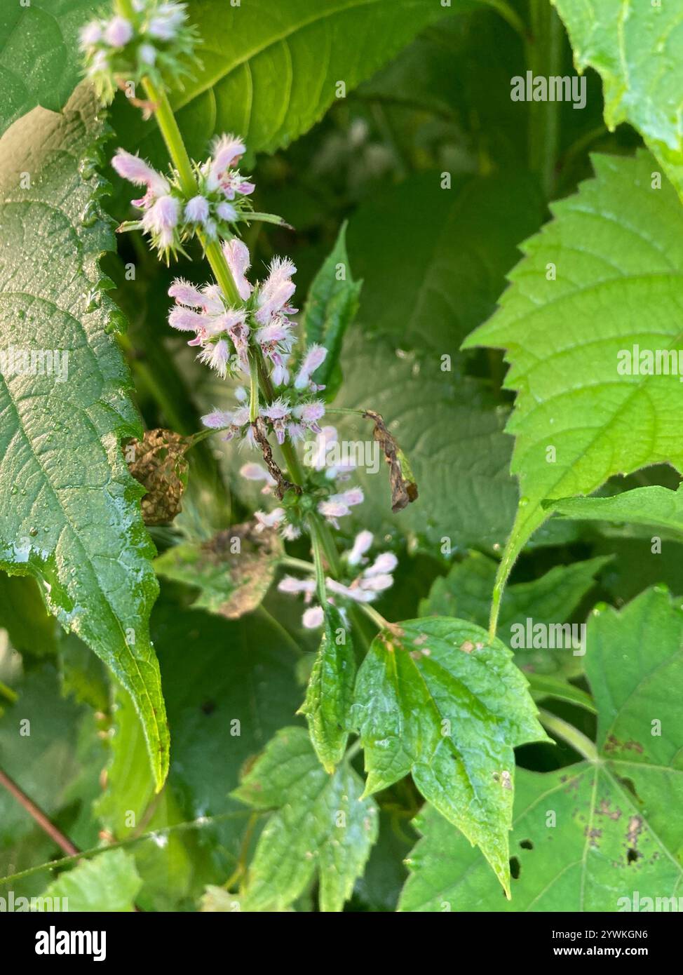 common motherwort (Leonurus cardiaca Stock Photo - Alamy