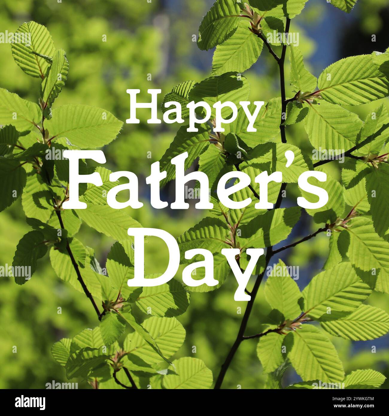 Happy Father's Day card square web banner. Happy Father's Day wishes ...