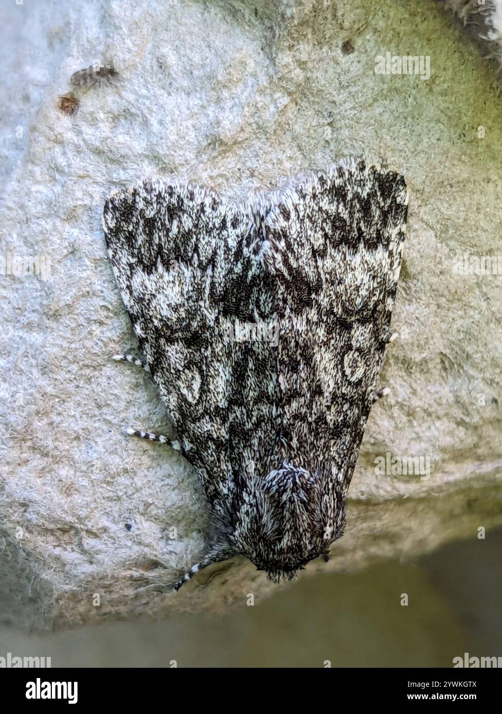 Poplar Grey (Acronicta megacephala Stock Photo - Alamy