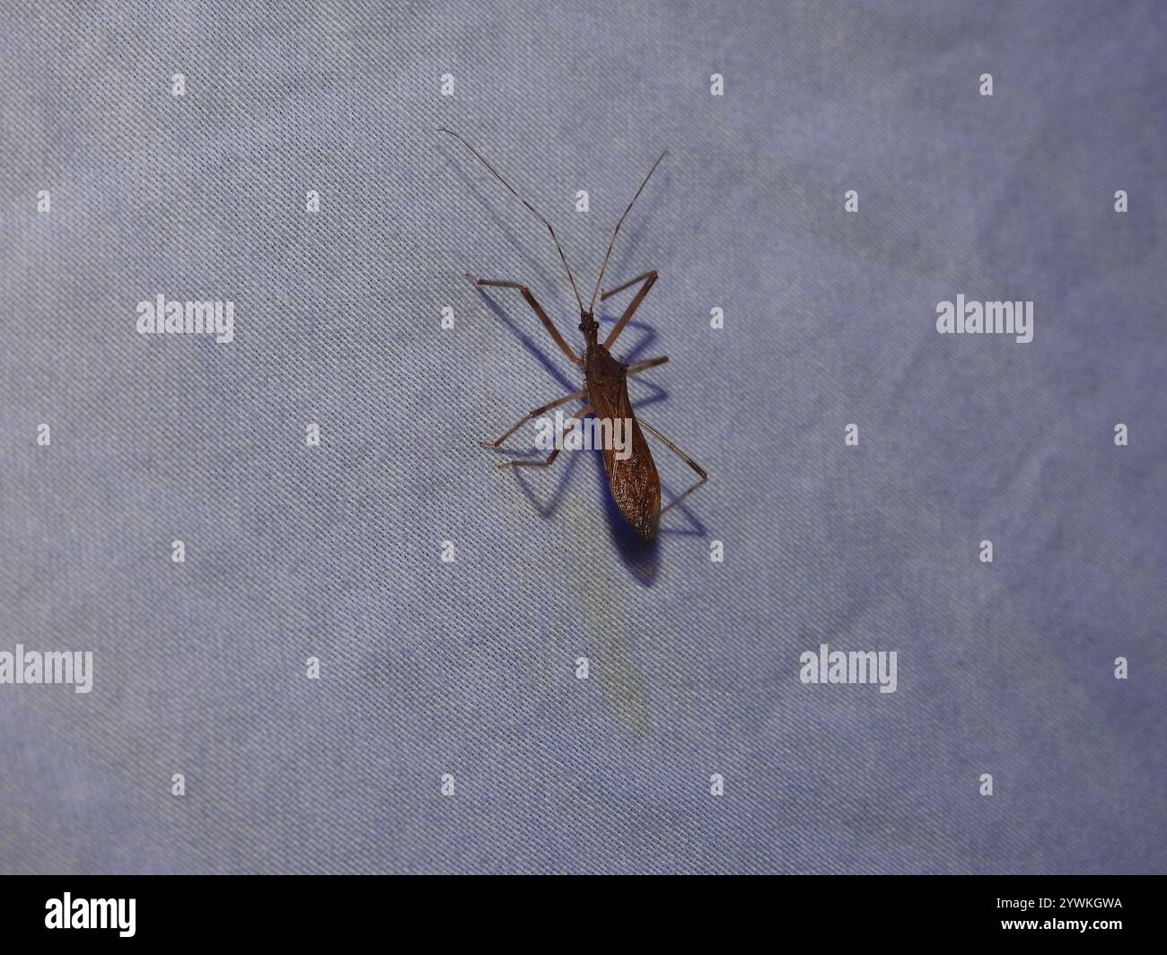 Ringed Horn Assassin Bug (Rocconota annulicornis Stock Photo - Alamy