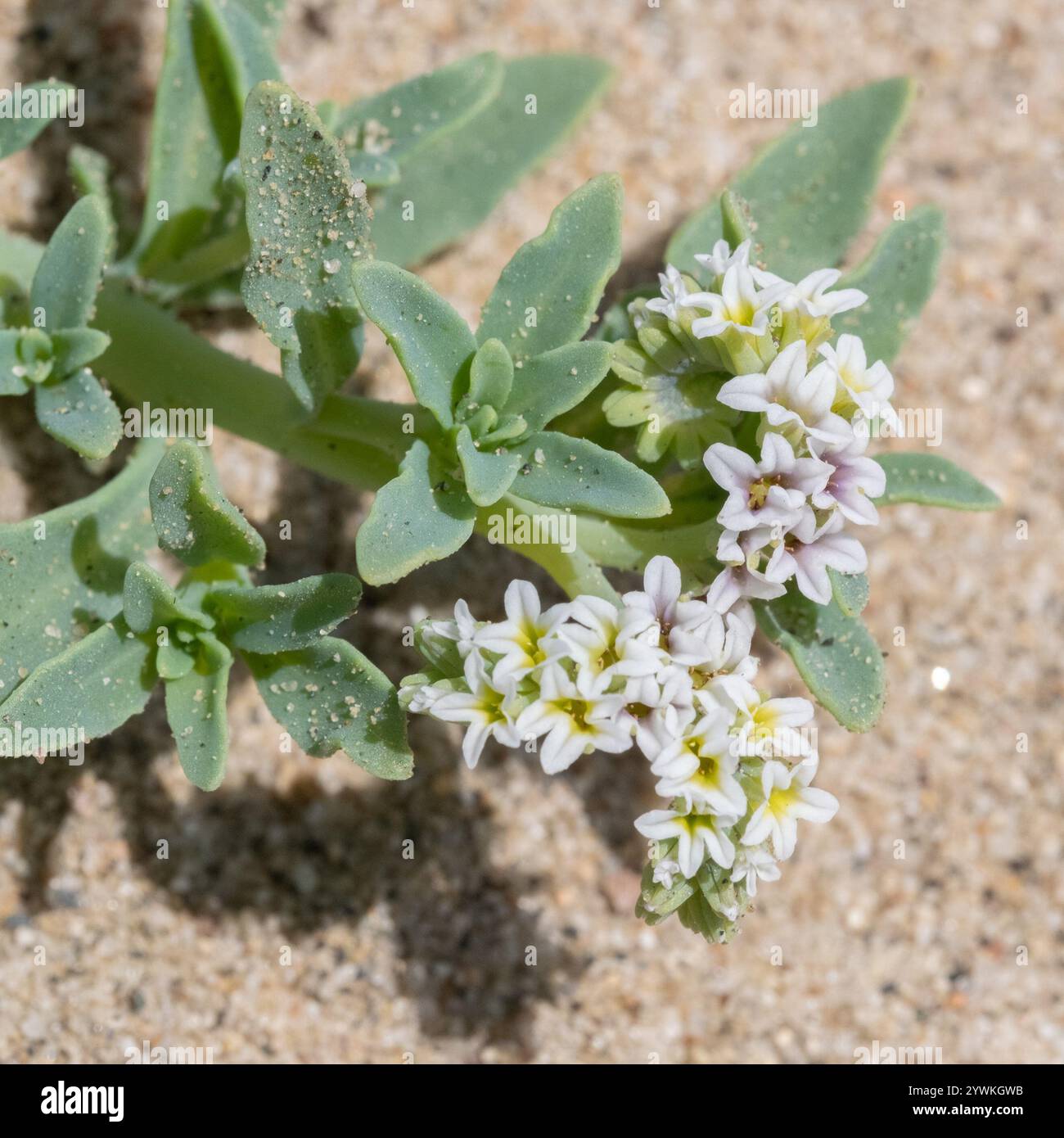 Heliotropium curassavicum hi-res stock photography and images - Alamy