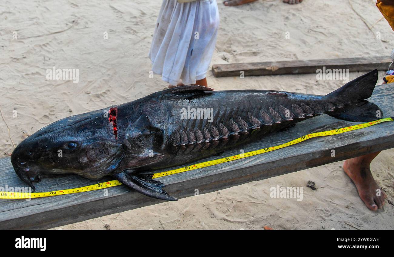 ripsaw catfish (Oxydoras niger Stock Photo - Alamy