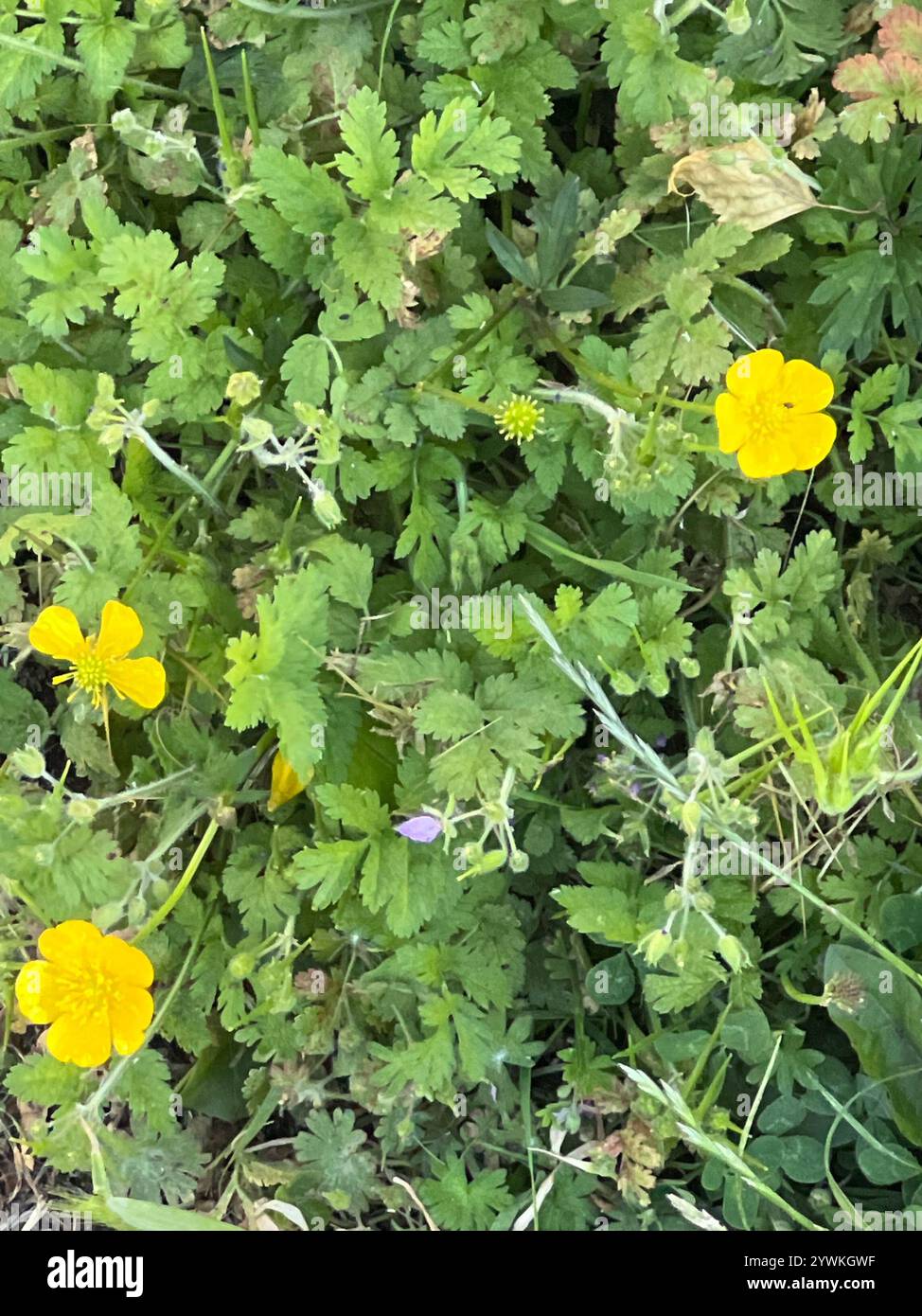 Creeping buttercup (Ranunculus repens Stock Photo - Alamy