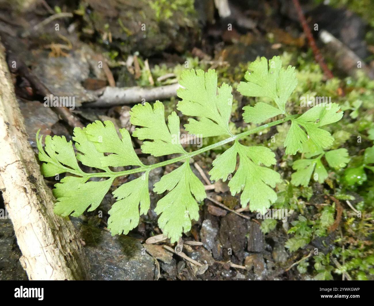 fragile ferns (Cystopteris Stock Photo - Alamy