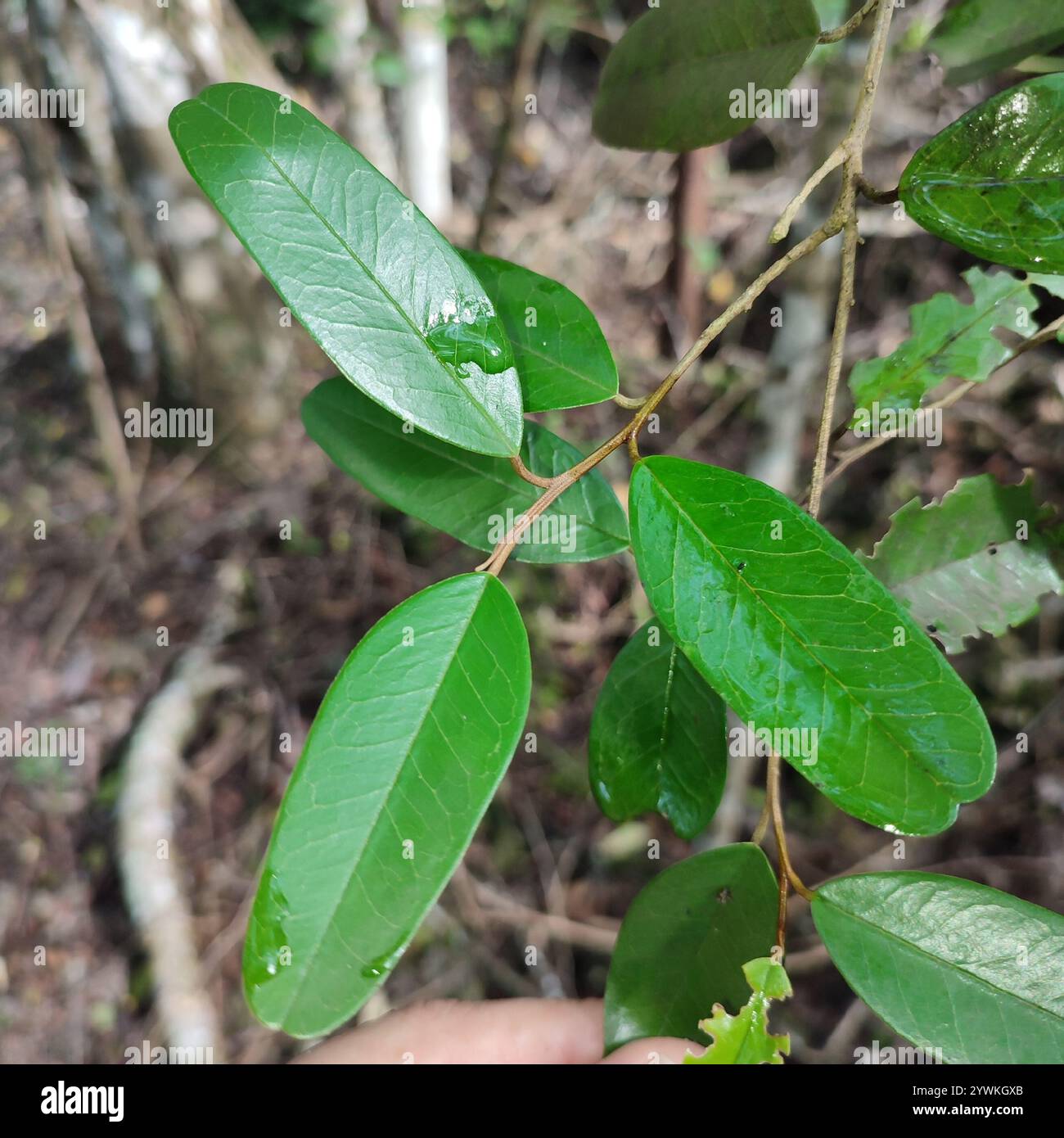 Jamaican caper (Quadrella cynophallophora Stock Photo - Alamy