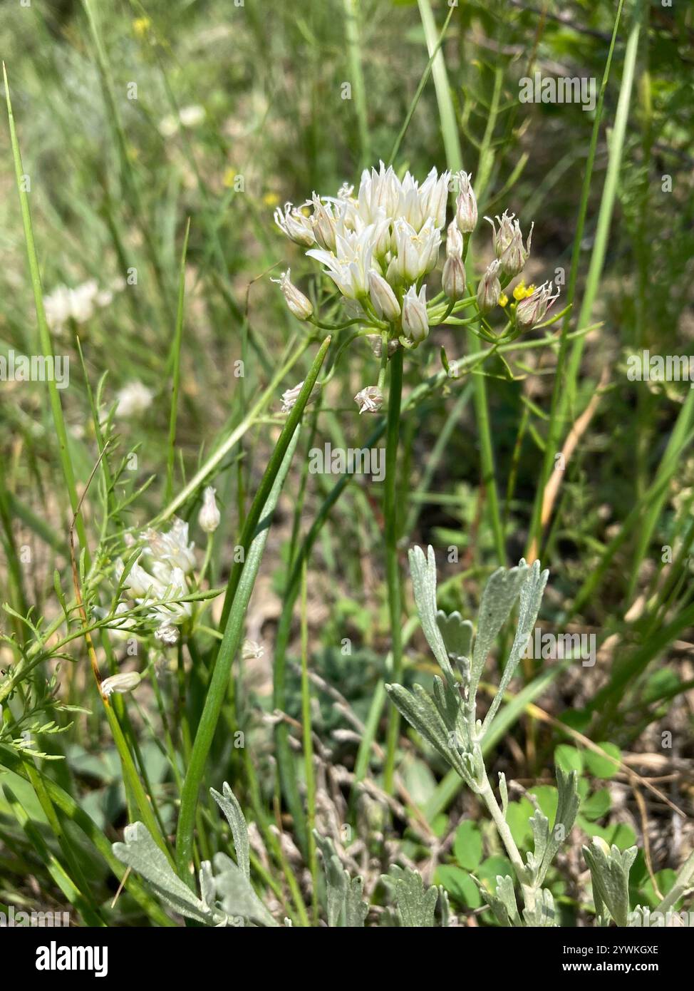Textile onion (Allium textile Stock Photo - Alamy