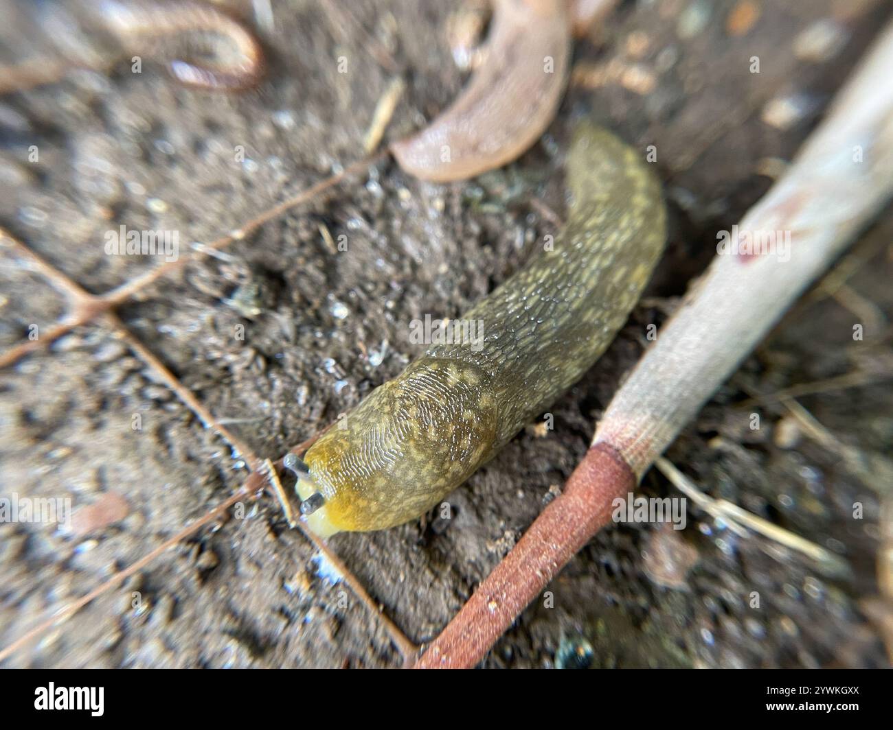 Yellow Cellar Slug (Limacus flavus Stock Photo - Alamy