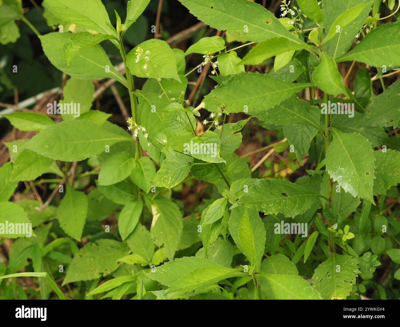 broadleaf enchanter's nightshade (Circaea canadensis Stock Photo - Alamy