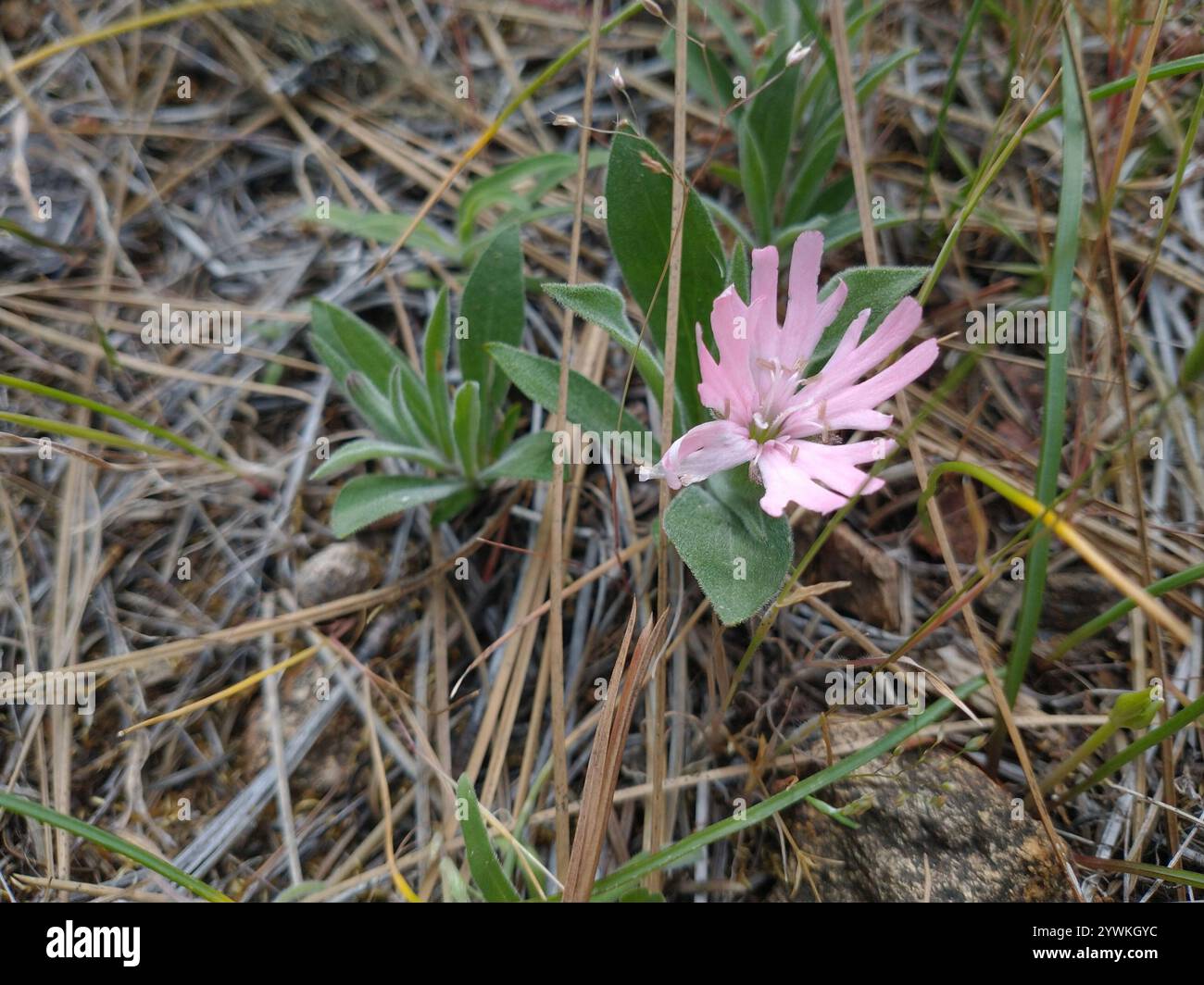 Silene hookeri hi-res stock photography and images - Alamy
