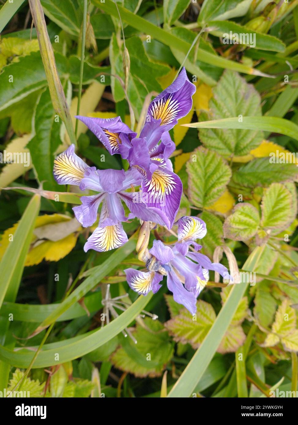 Douglas iris (Iris douglasiana Stock Photo - Alamy