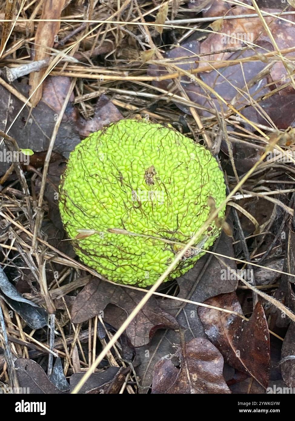 Osage-orange (Maclura pomifera Stock Photo - Alamy