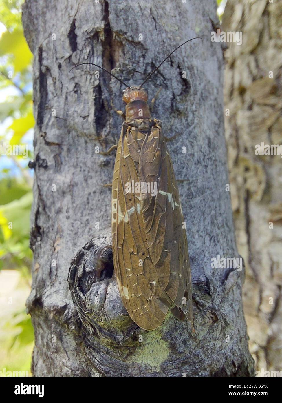Serrate Dark Fishfly (Nigronia serricornis Stock Photo - Alamy