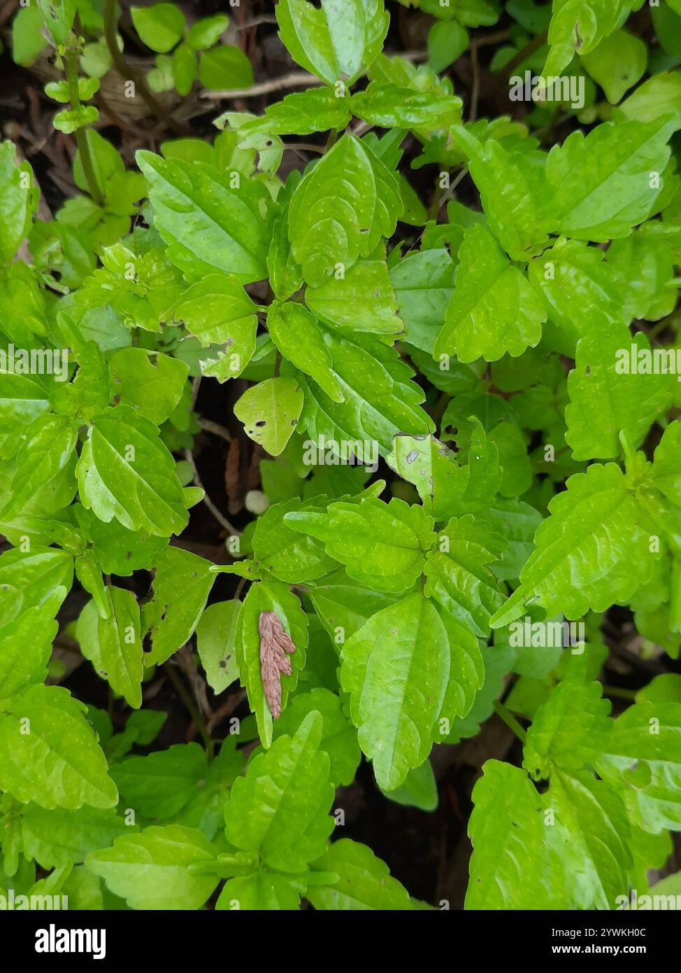 Canada clearweed (Pilea pumila Stock Photo - Alamy