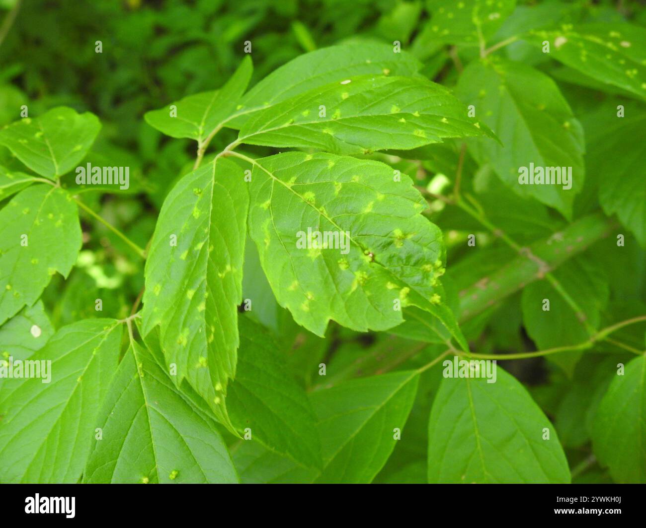 box elder pouch gall mite (Aceria negundi Stock Photo - Alamy