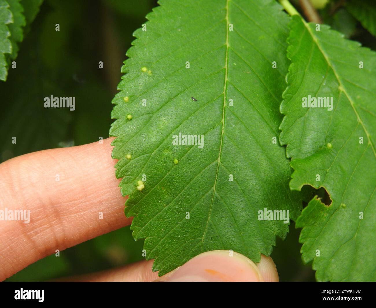 Elm Leaf Gall Mite (Aceria campestricola Stock Photo - Alamy