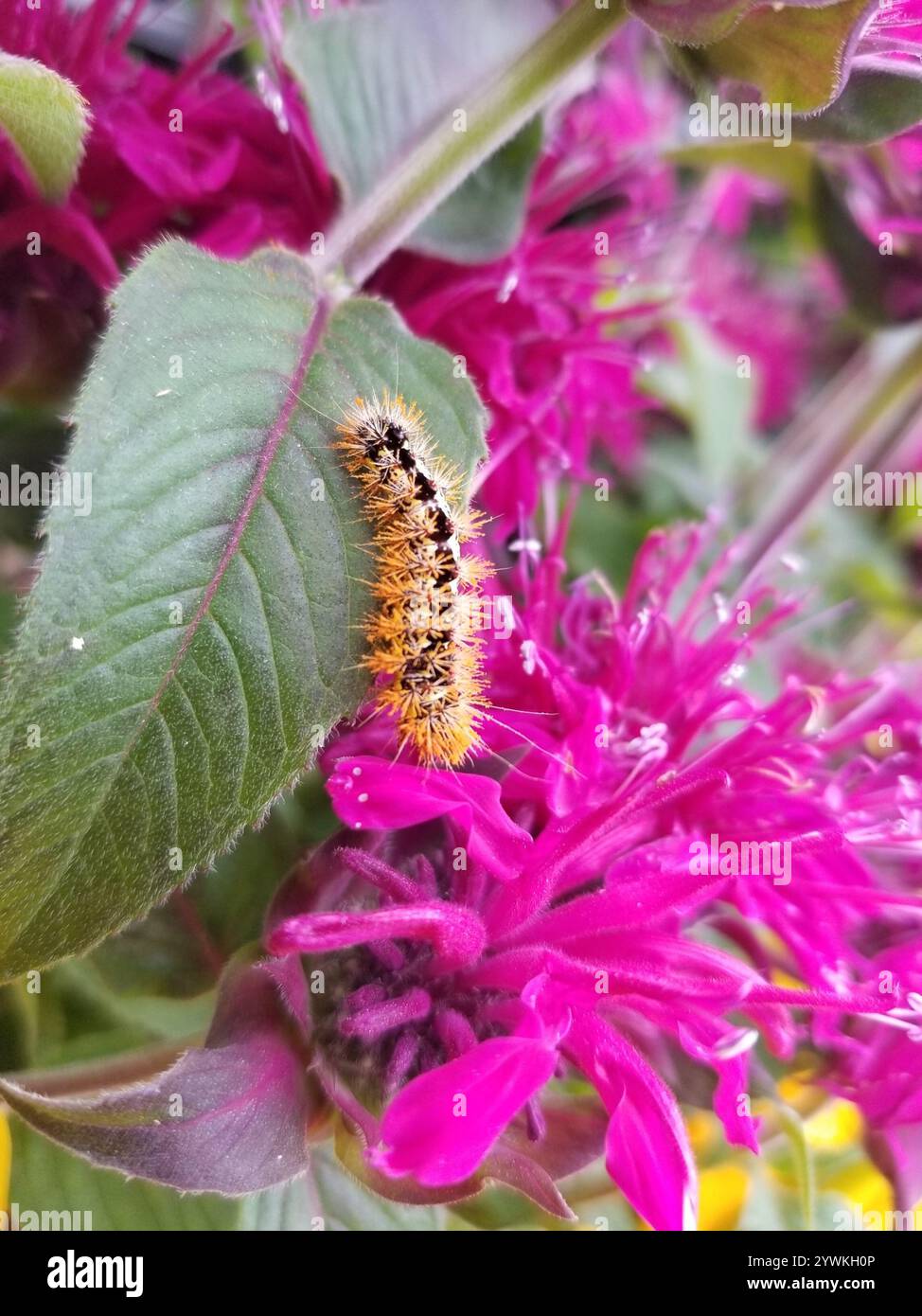 Smeared Dagger (Acronicta oblinita Stock Photo - Alamy
