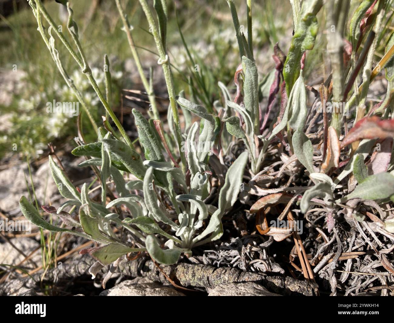 Woolly groundsel hi-res stock photography and images - Alamy