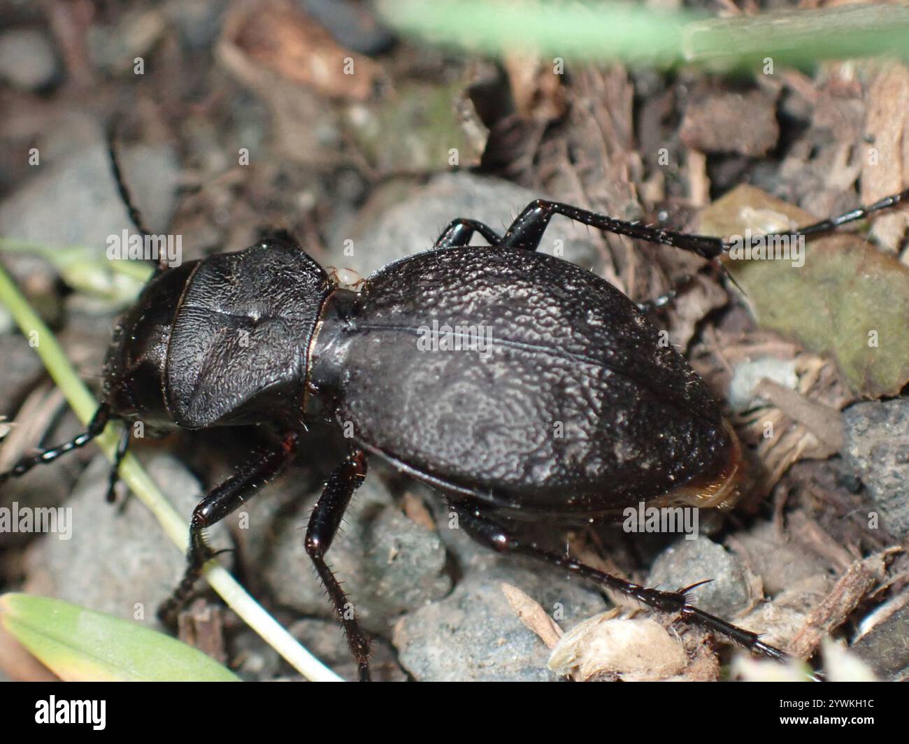 Greater Night-stalking Tiger Beetle (Omus dejeanii Stock Photo - Alamy