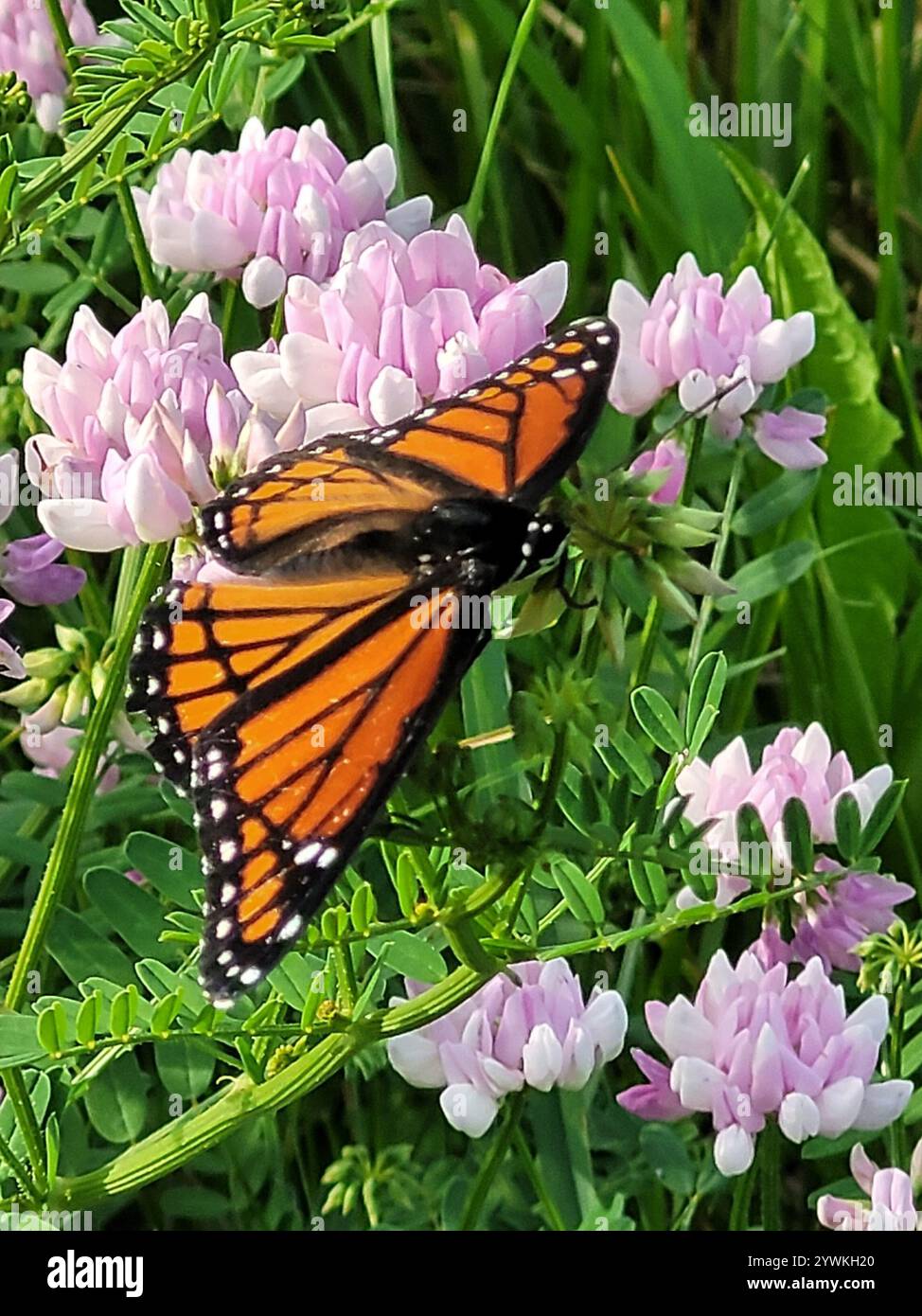 Viceroy (Limenitis archippus Stock Photo - Alamy