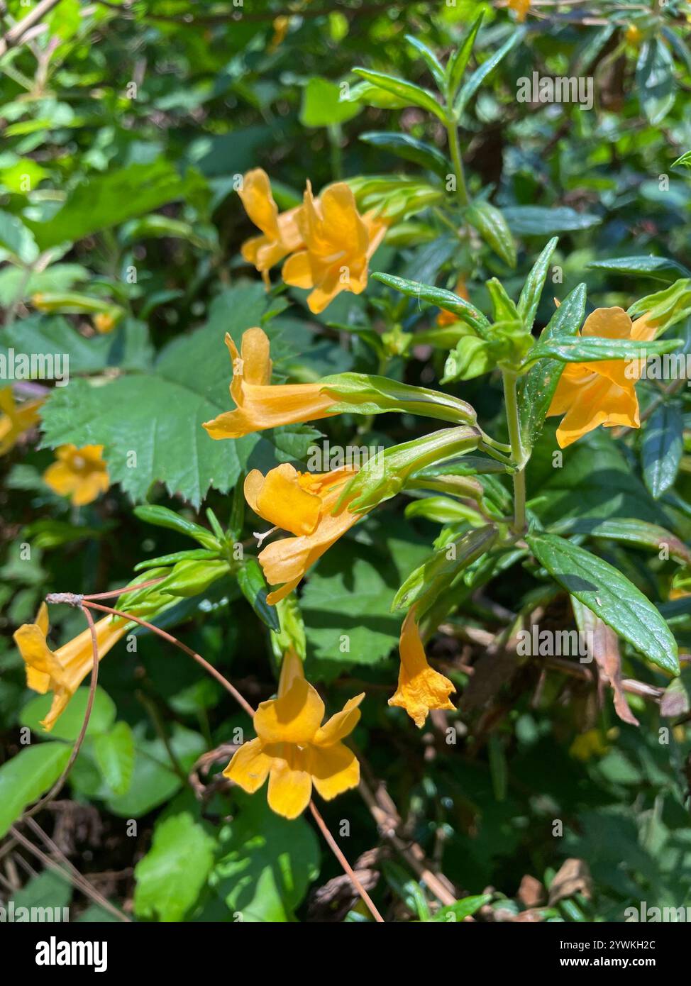 orange bush monkeyflower (Diplacus aurantiacus Stock Photo - Alamy