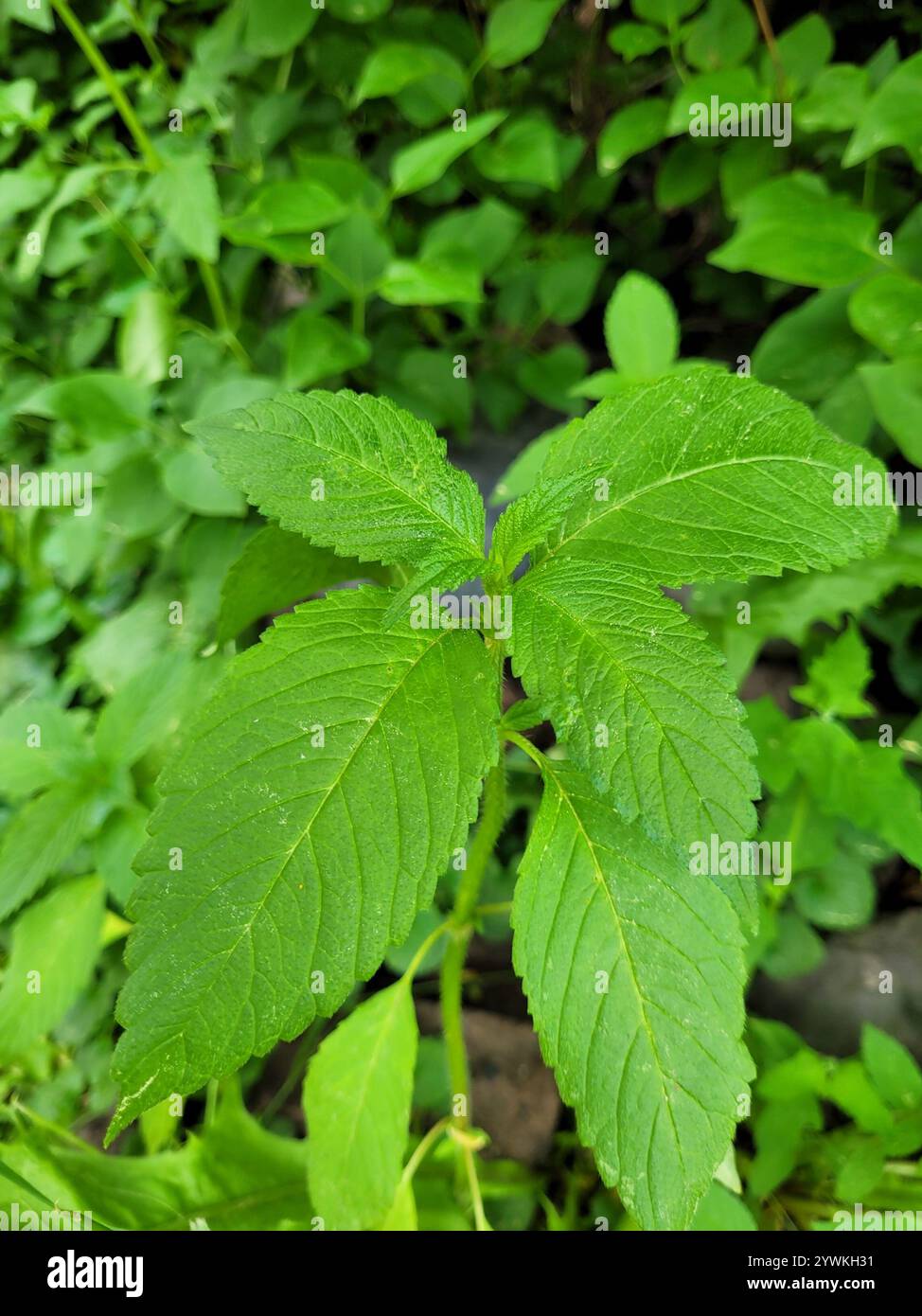 Common hemp-nettle (Galeopsis tetrahit Stock Photo - Alamy