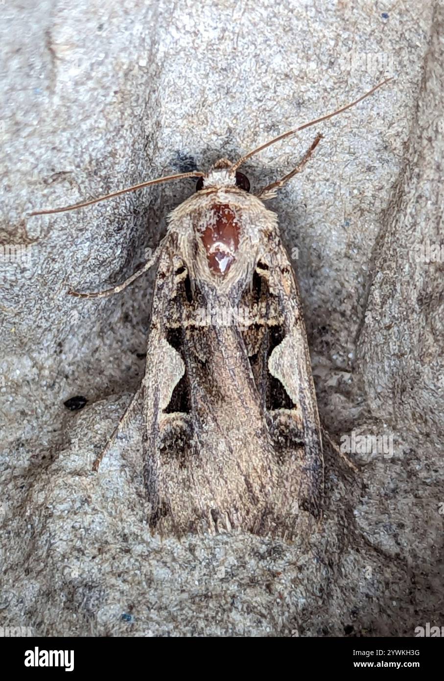 Setaceous Hebrew Character (Xestia c-nigrum Stock Photo - Alamy