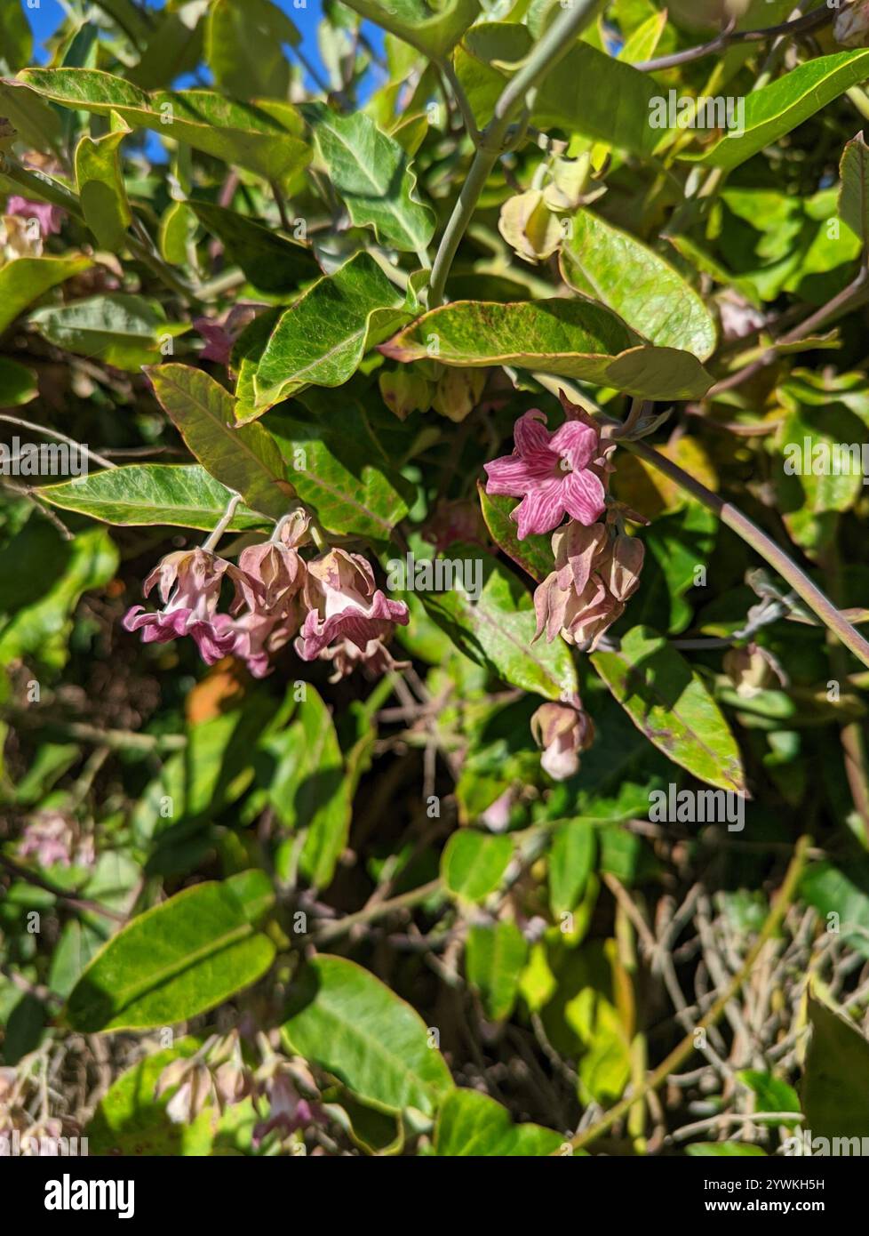 Moth Vine (Araujia sericifera Stock Photo - Alamy