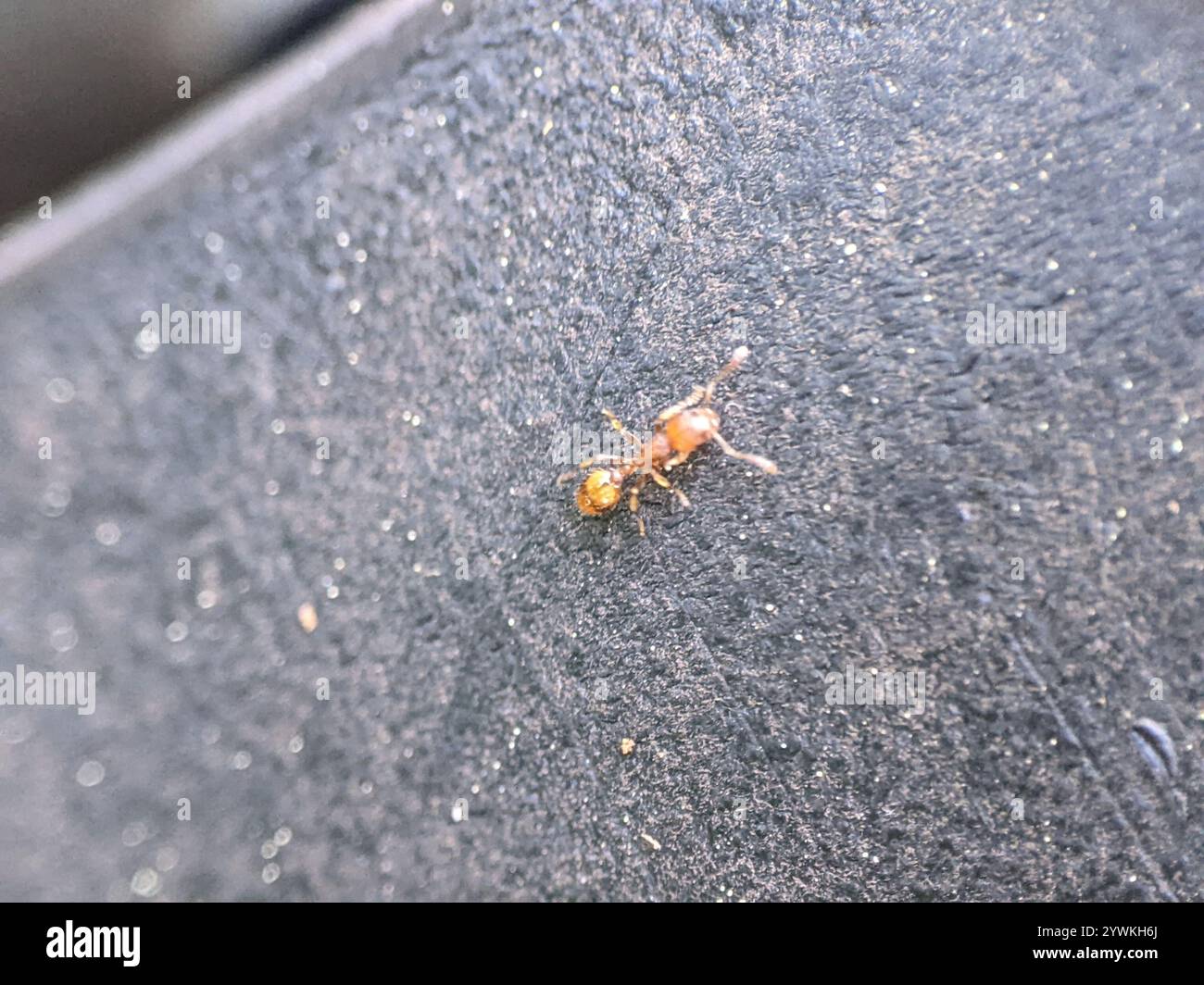 Bent-spined Acorn Ant (Temnothorax curvispinosus Stock Photo - Alamy