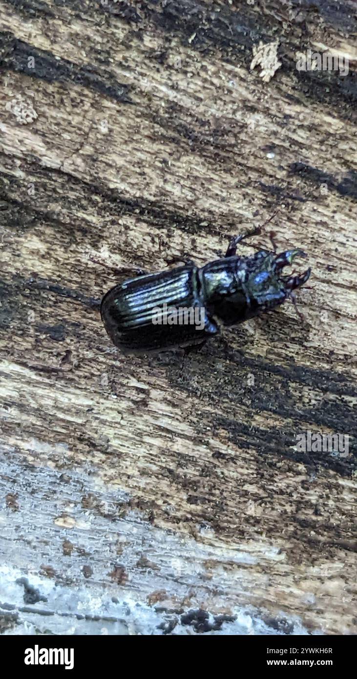 Red-rot Decay Stag Beetle (Ceruchus piceus Stock Photo - Alamy