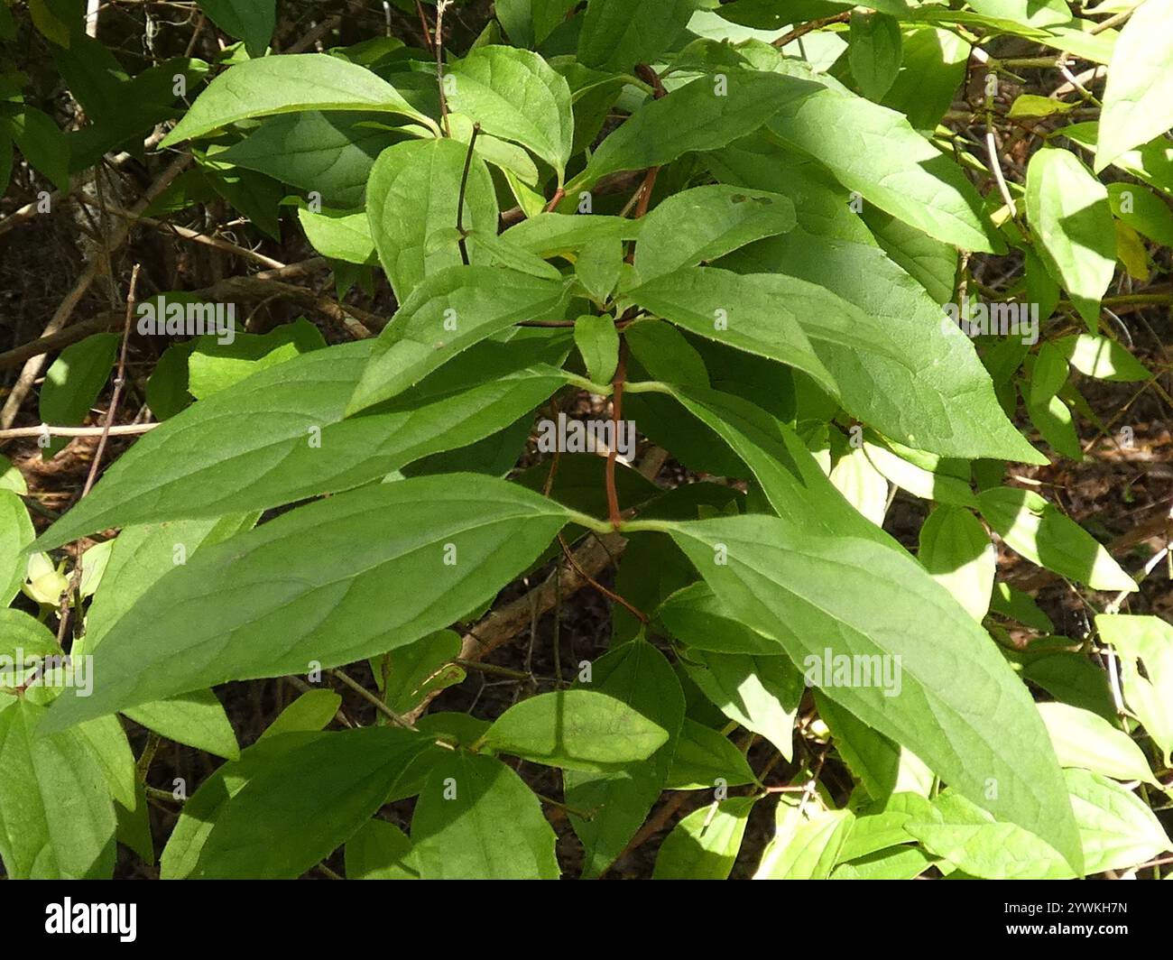 Scentless Mock Orange (Philadelphus inodorus Stock Photo - Alamy