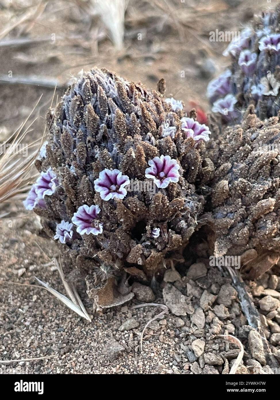 desert Christmas tree (Pholisma arenarium Stock Photo - Alamy