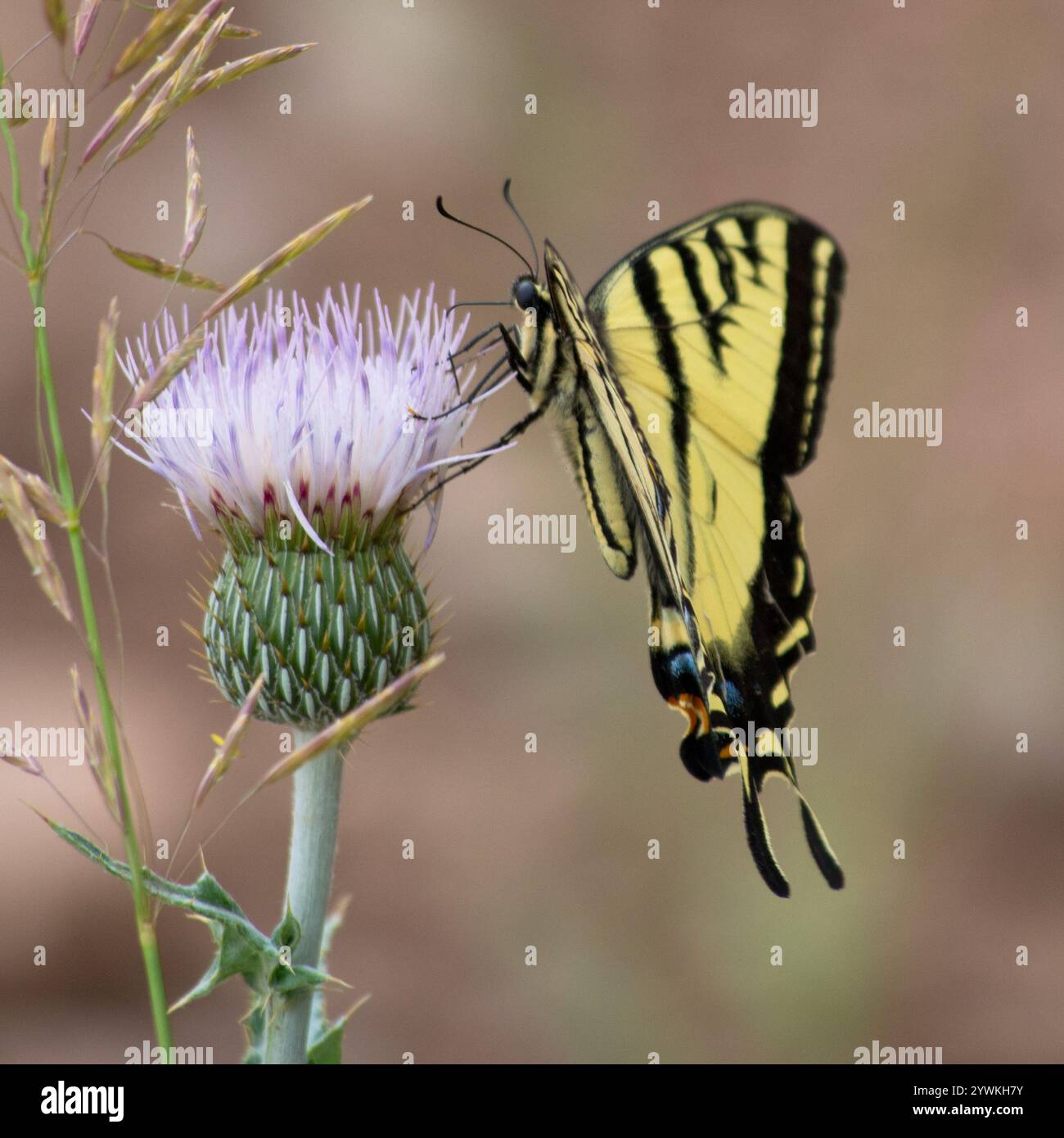 Western Tiger Swallowtail (Papilio rutulus Stock Photo - Alamy
